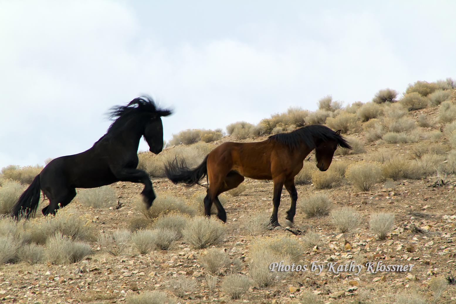 Black Mustang Horse