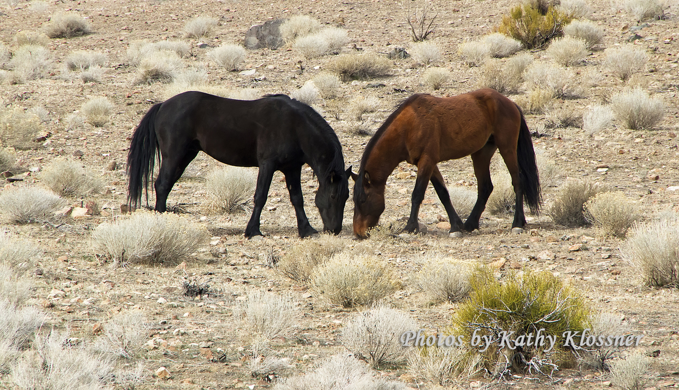 Black Mustang Horse